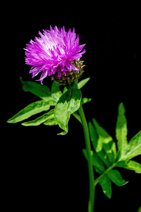 Thorn Weed Wildflowers - Free photo on Pixabay