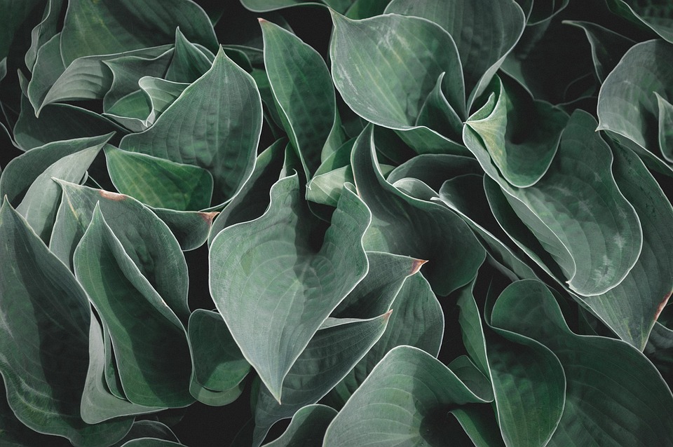 Botanical Photography Flora Botany - Free photo on Pixabay