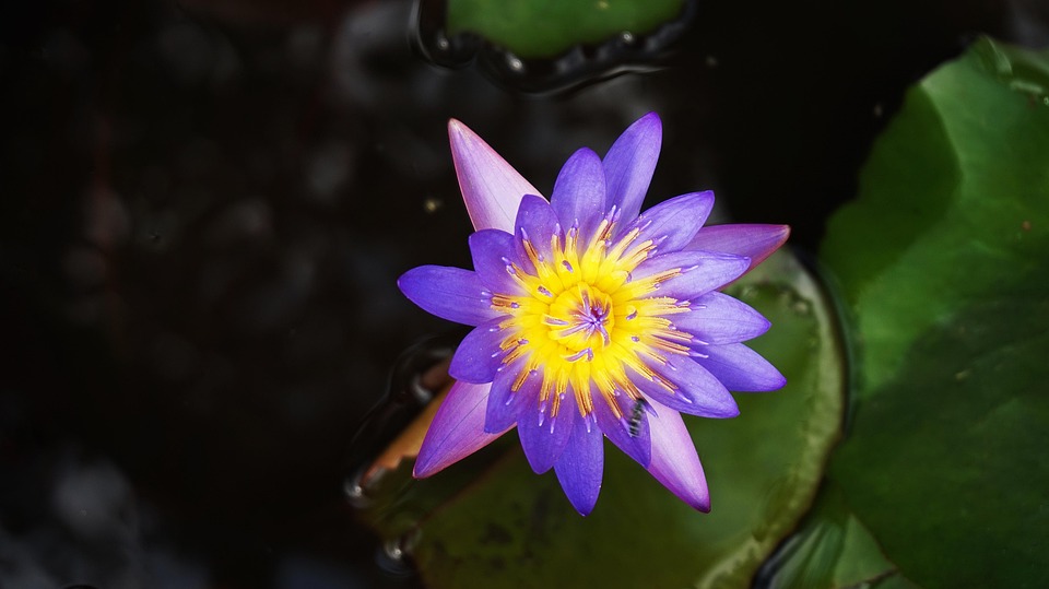 Lotus Flower - Free photo on Pixabay