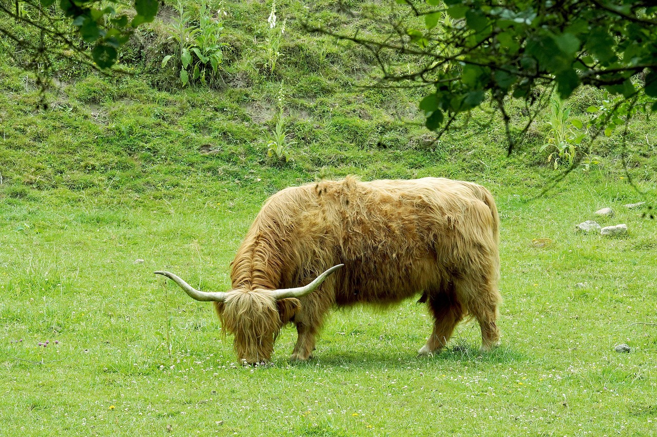 Beef Highland Cattle Horns Free Photo On Pixabay Pixabay