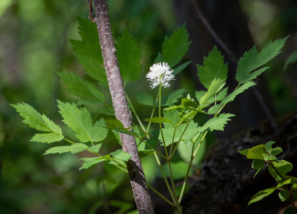 Chief Whitecap Sprin White Flower - Free photo on Pixabay - Pixabay