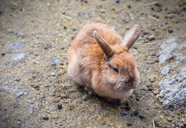 Animal Lapin Mammifère - Photo gratuite sur Pixabay - Pixabay
