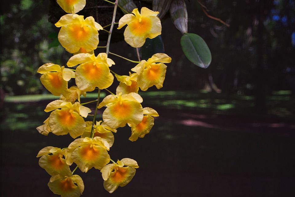Blume Orchidee Pflanze Costa - Kostenloses Foto auf Pixabay - Pixabay