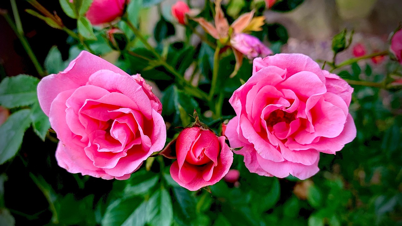 Des Roses Fleurs Rose - Photo gratuite sur Pixabay - Pixabay