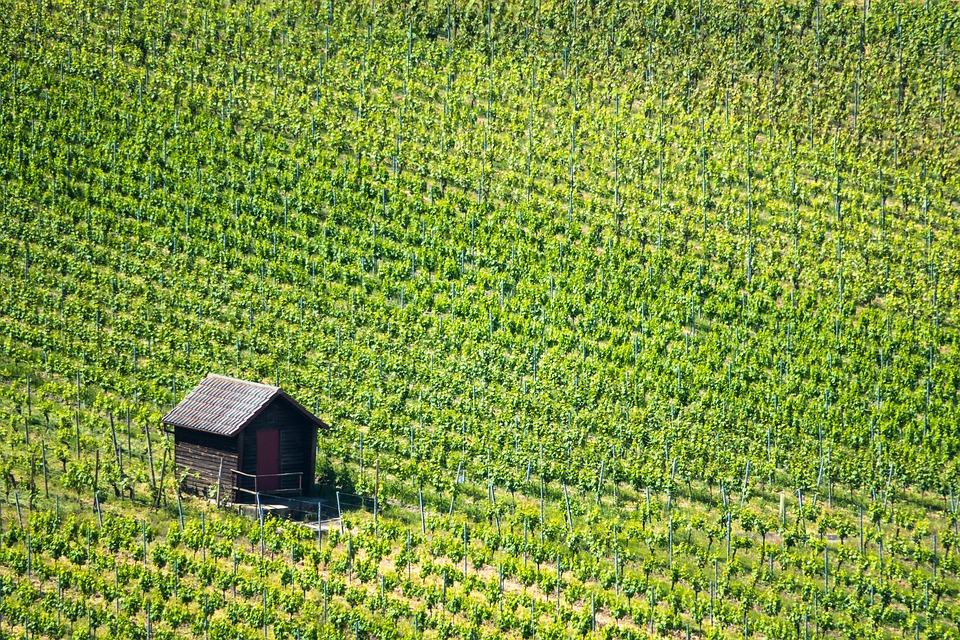 Vineyard Hut Wine - Free photo on Pixabay - Pixabay