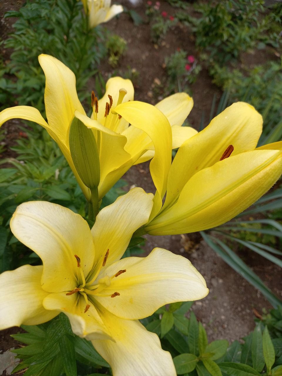Fleurs De Lys Dans La Nature Très - Photo gratuite sur Pixabay - Pixabay