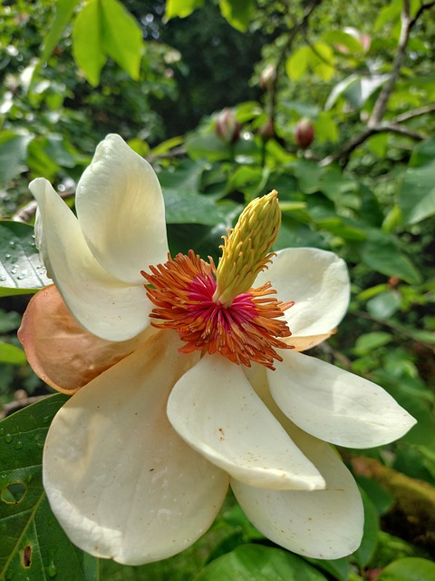 Magnolia Flor El Verano - Foto gratis en Pixabay