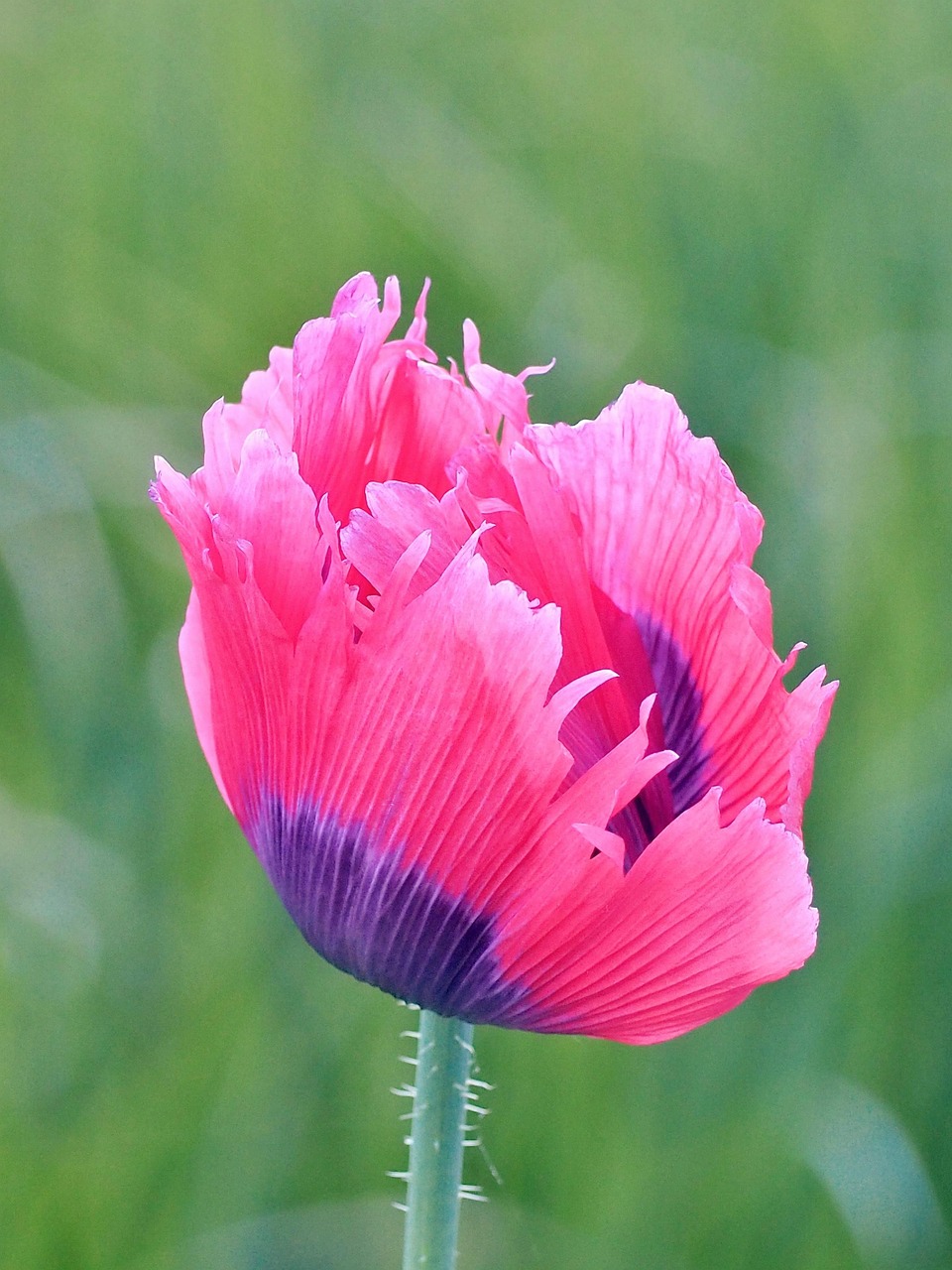 Coquelicot Fleur Pavot Rose - Photo gratuite sur Pixabay - Pixabay