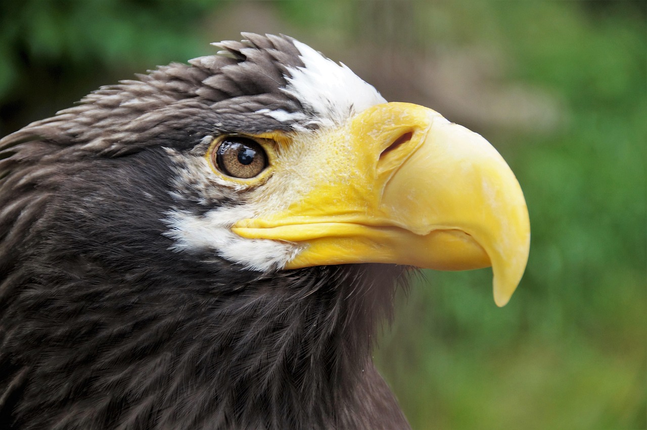 Eagle Bird Predator - Free photo on Pixabay - Pixabay