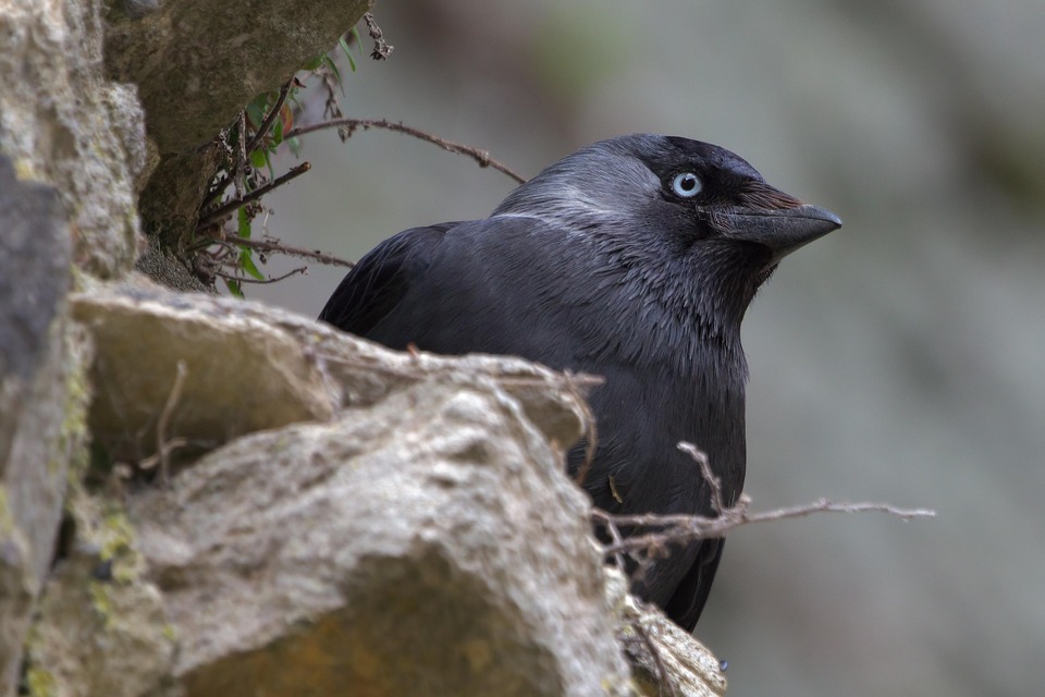 Jackdaw Bird Ruins - Free photo on Pixabay