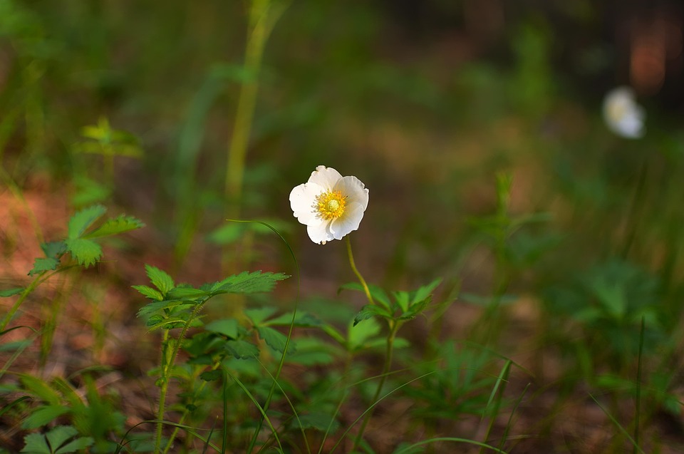 Flor Anêmona Planta - Foto gratuita no Pixabay