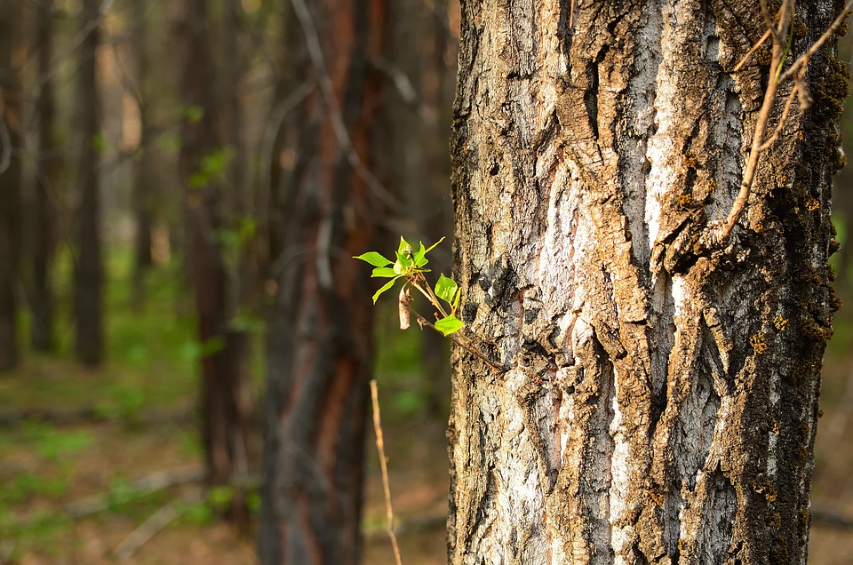 Naturel Forêt Printemps Le - Photo gratuite sur Pixabay