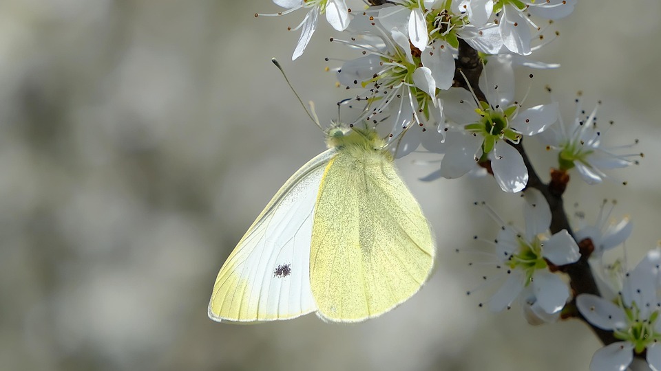 Fleur Papillon Le Printemps - Photo gratuite sur Pixabay