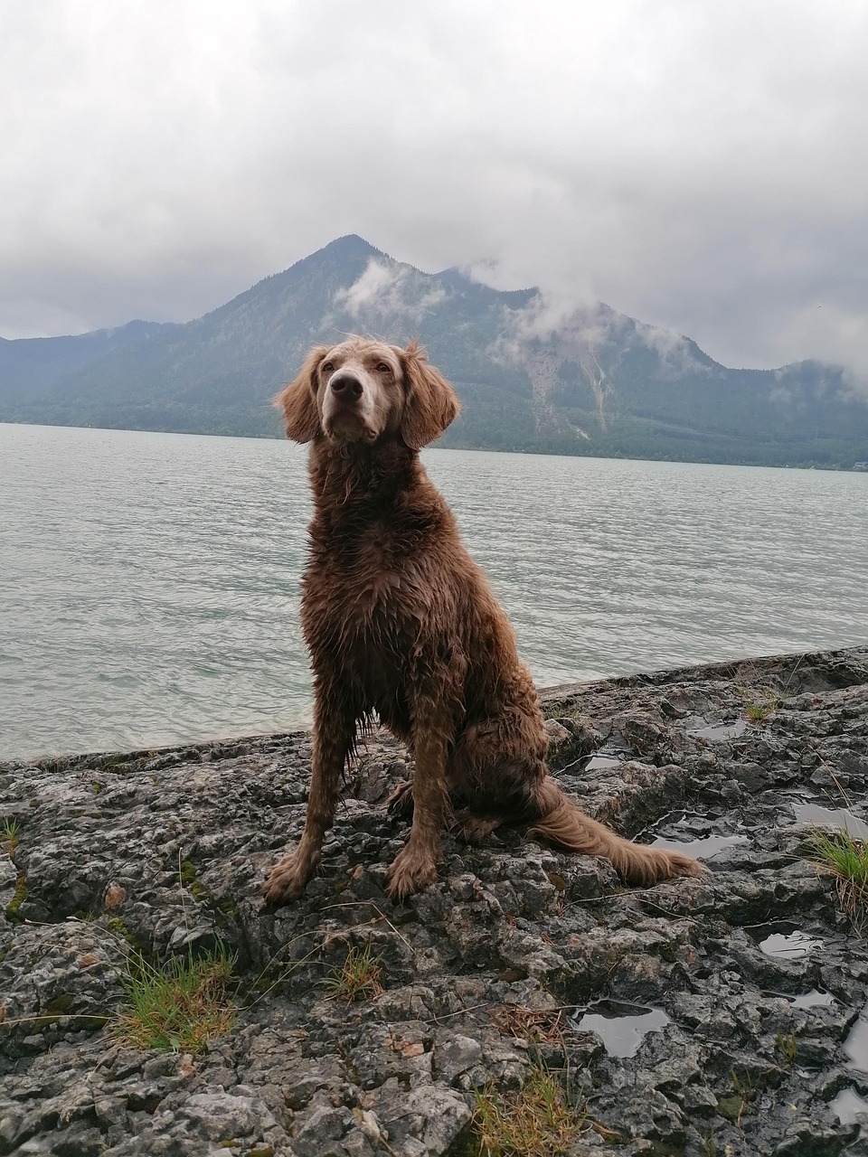 Braco De Weimar Perro Walchensee - Foto gratis en Pixabay