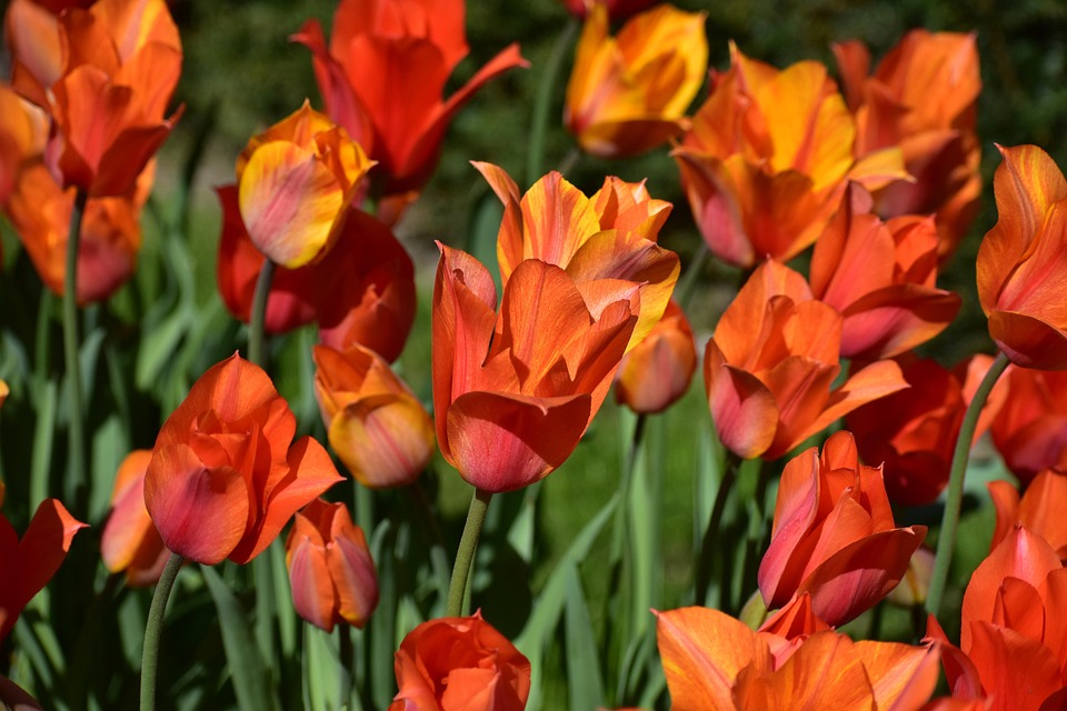 Flowers Tulips Orange - Free photo on Pixabay