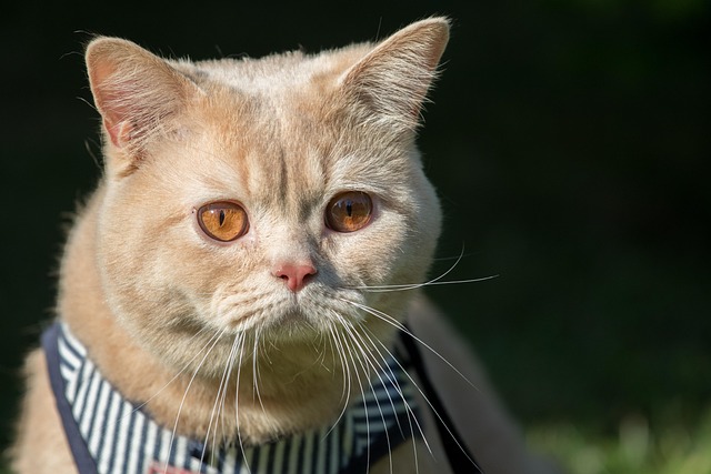 Cat Chaton Poil Court Britannique - Photo gratuite sur Pixabay - Pixabay