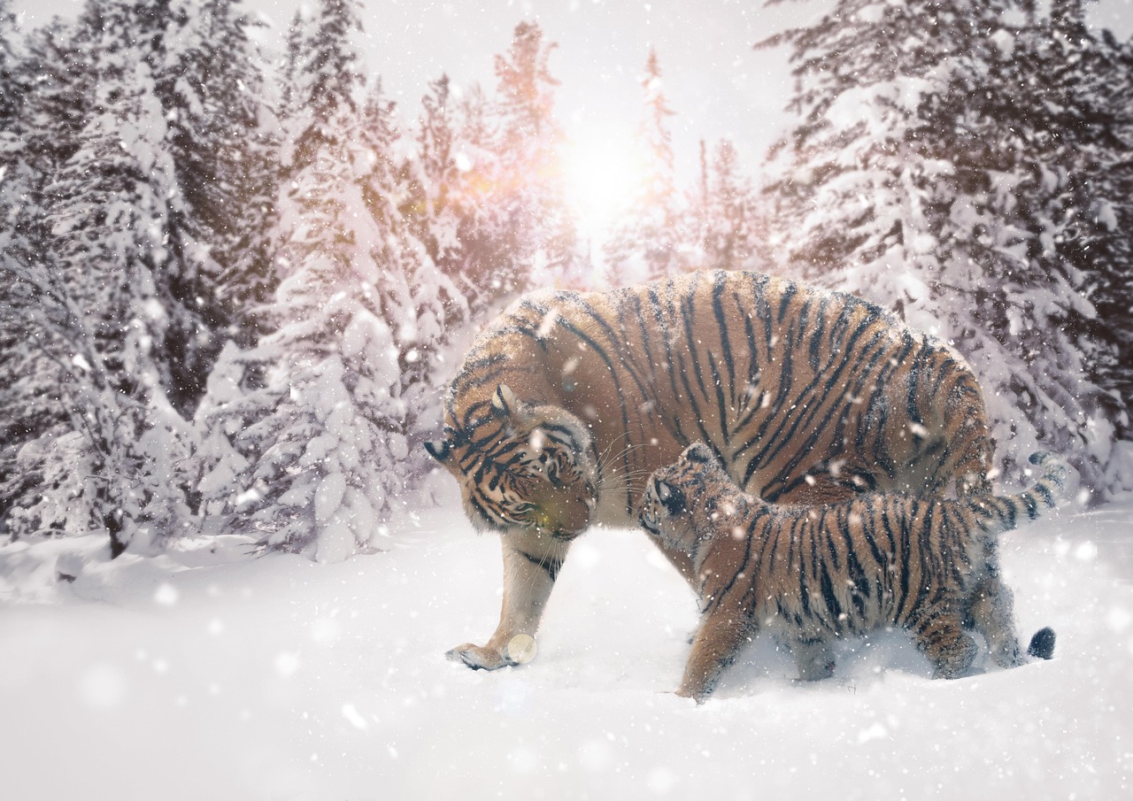 Animal Tigre Neve - Foto gratuita no Pixabay - Pixabay