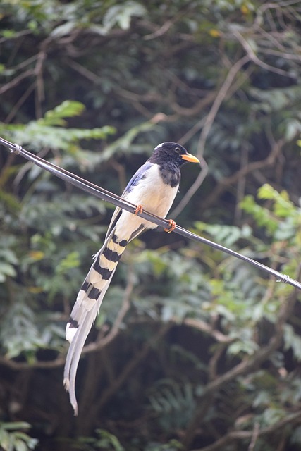 Bird Magpie Yellow-Billed Blue - Free photo on Pixabay - Pixabay