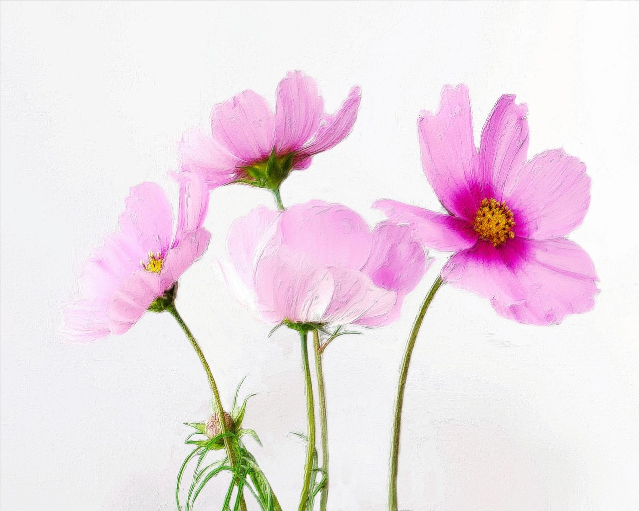 Download Garden Cosmos, Flowers, Plant. Royalty-Free Stock Illustration ...