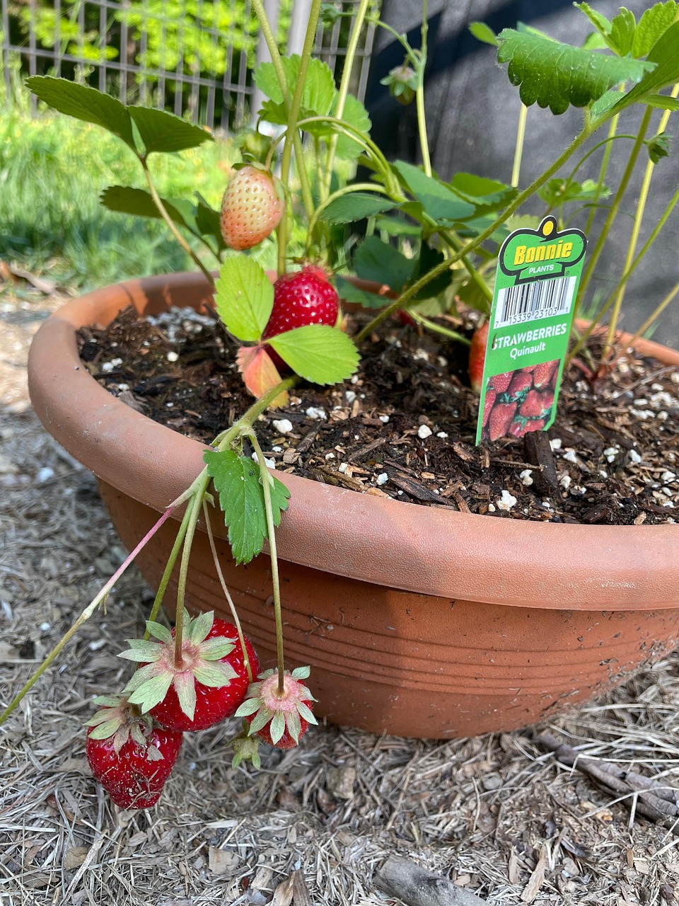 Fraises Fraise Plantes - Photo gratuite sur Pixabay