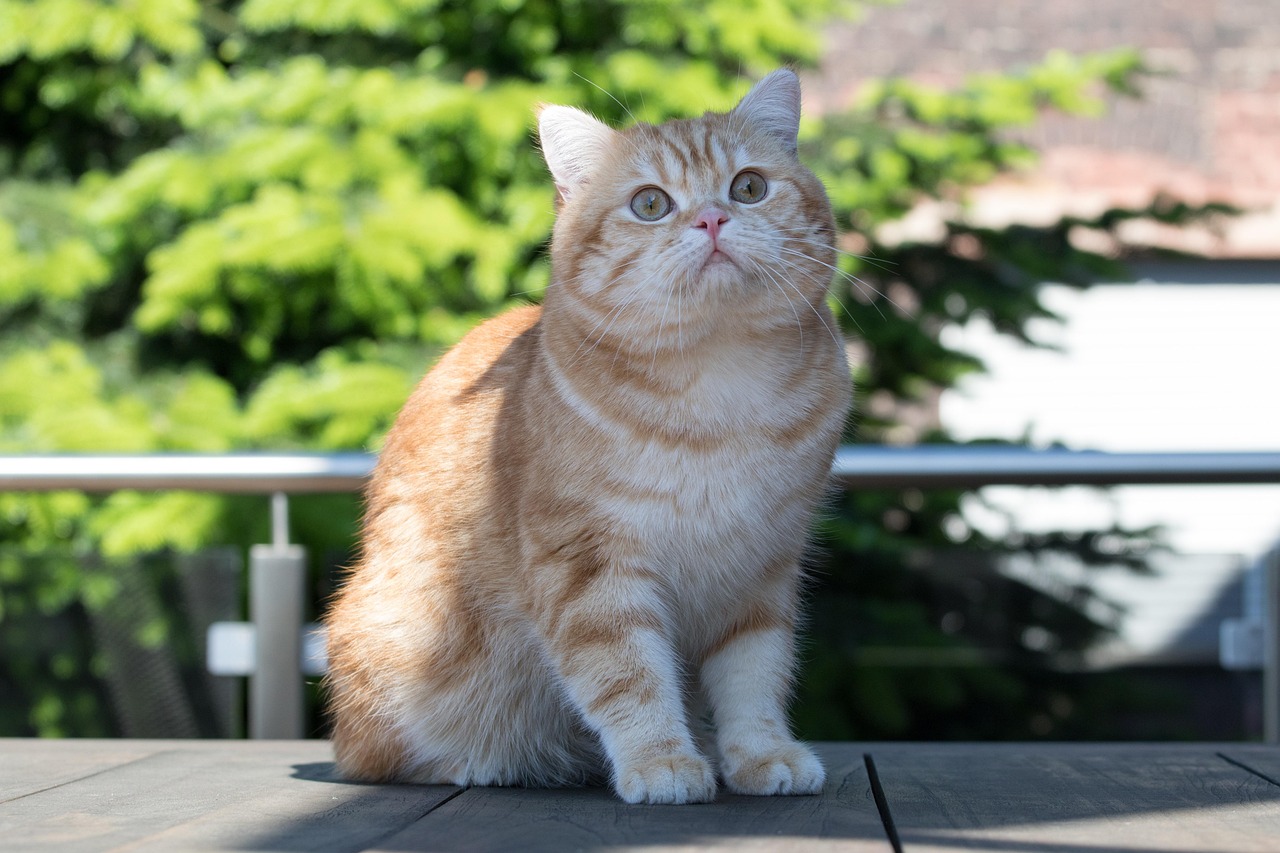 British Shorthair Cat Animal - Free photo on Pixabay - Pixabay