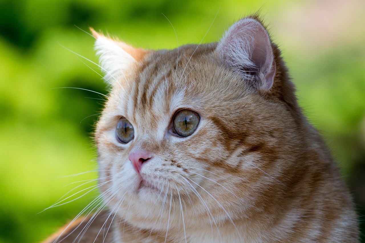 British Shorthair Cat Animal - Free photo on Pixabay - Pixabay