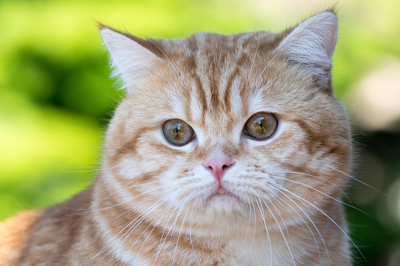 Poil Court Britannique Cat Animal - Photo gratuite sur Pixabay - Pixabay