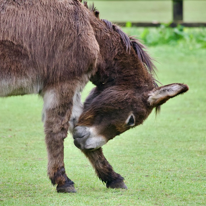 Animal Donkey Mammal - Free photo on Pixabay