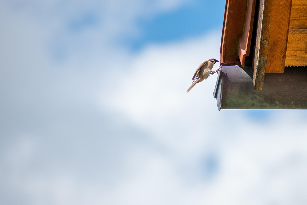 200+ Free Gutter & Nature Images - Pixabay