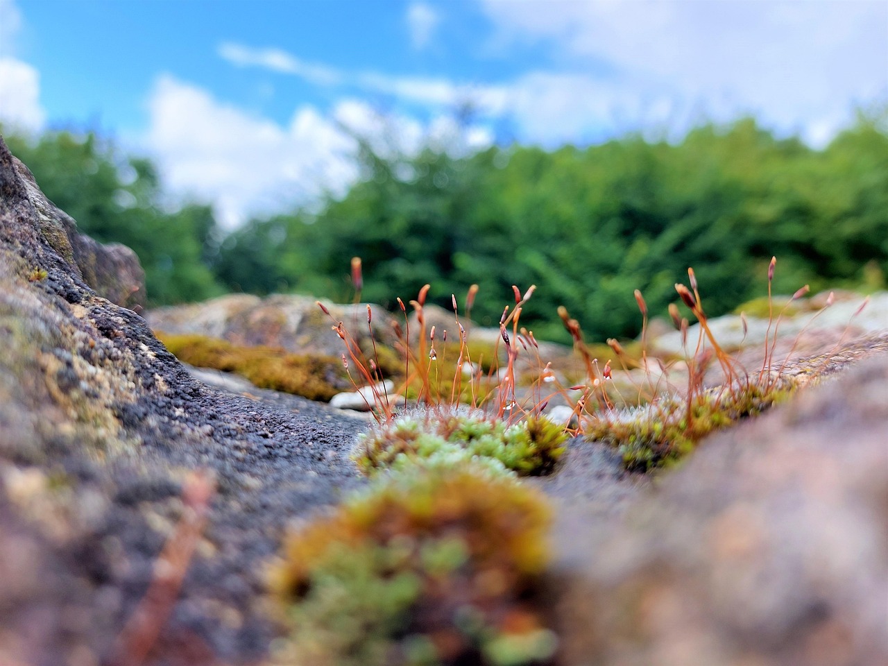 Moss Nature - Free photo on Pixabay - Pixabay