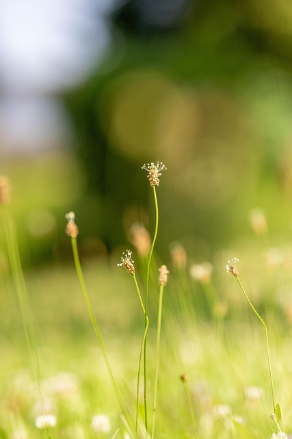 Gras Wiese Natur - Kostenloses Foto auf Pixabay - Pixabay