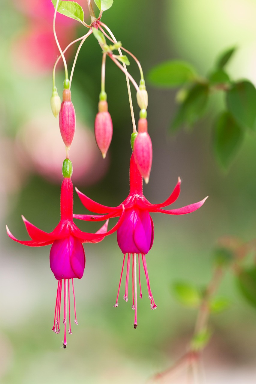 Scarlet Fuchsia Flower Plant - Free photo on Pixabay