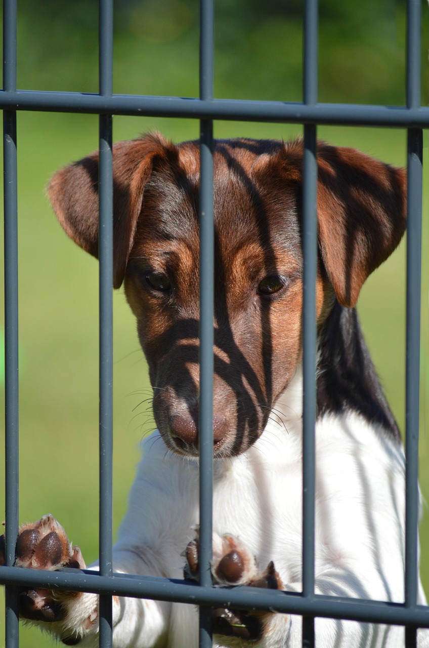 Dog Animal Pooch Domestic - Free photo on Pixabay