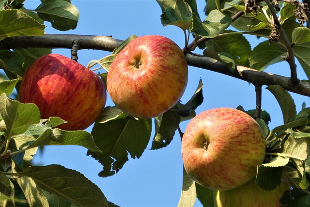 Pommes Fruits Mûr - Photo gratuite sur Pixabay - Pixabay