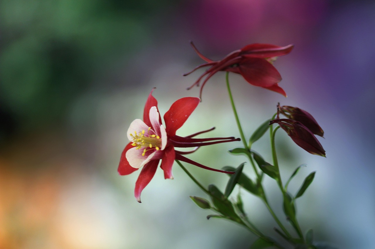 Bunga Bersifat Merpati Merah - Foto gratis di Pixabay - Pixabay