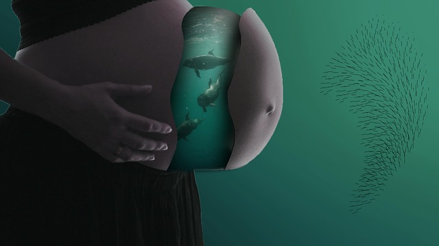 Aquarium Fish Pregnancy - Free photo on Pixabay - Pixabay