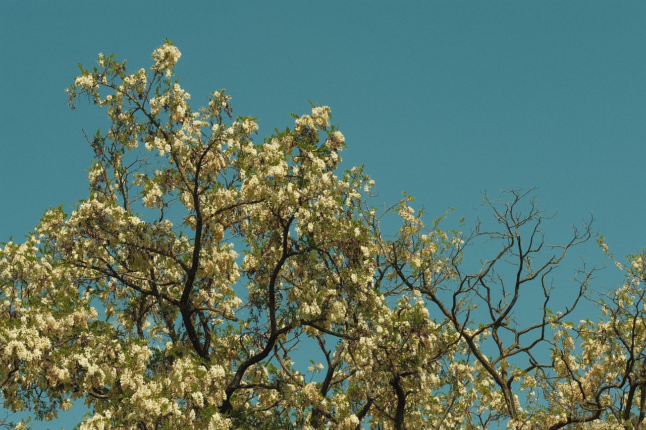 Acacia Boom Bloemen - Gratis foto op Pixabay - Pixabay