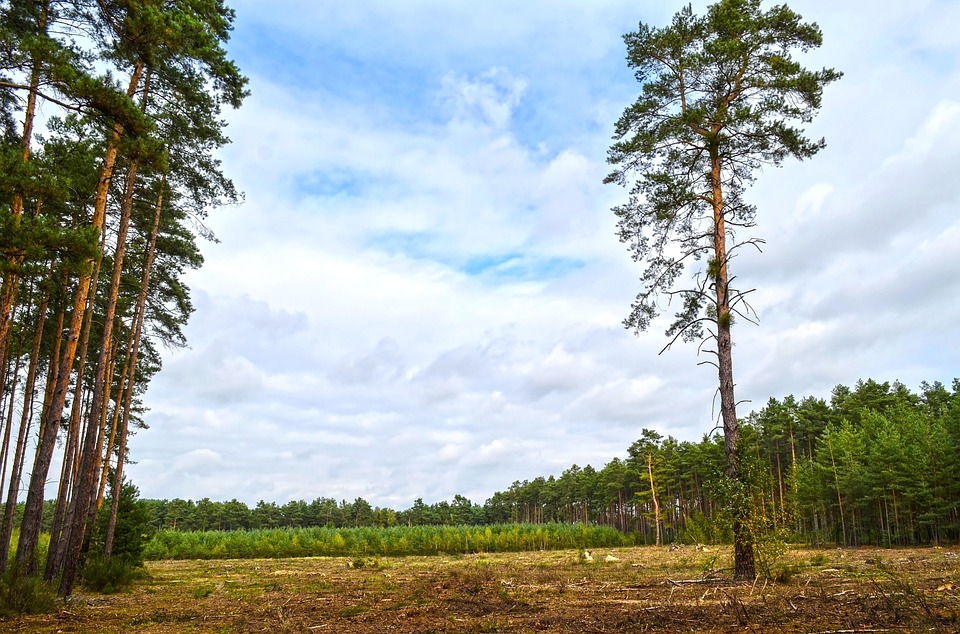 Forêt Pin Enregistrement Sur Le - Photo gratuite sur Pixabay - Pixabay