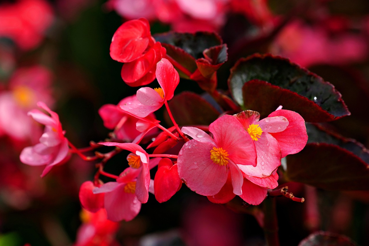 Flower Begonia Flora - Free photo on Pixabay