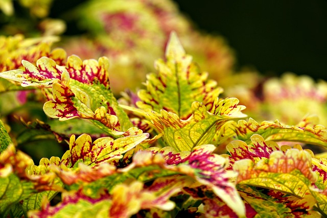 Coleus Flora Daun-Daun - Foto gratis di Pixabay - Pixabay