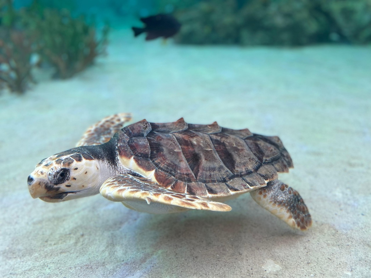 Tortuga Marina Mar Tropical - Foto gratis en Pixabay - Pixabay