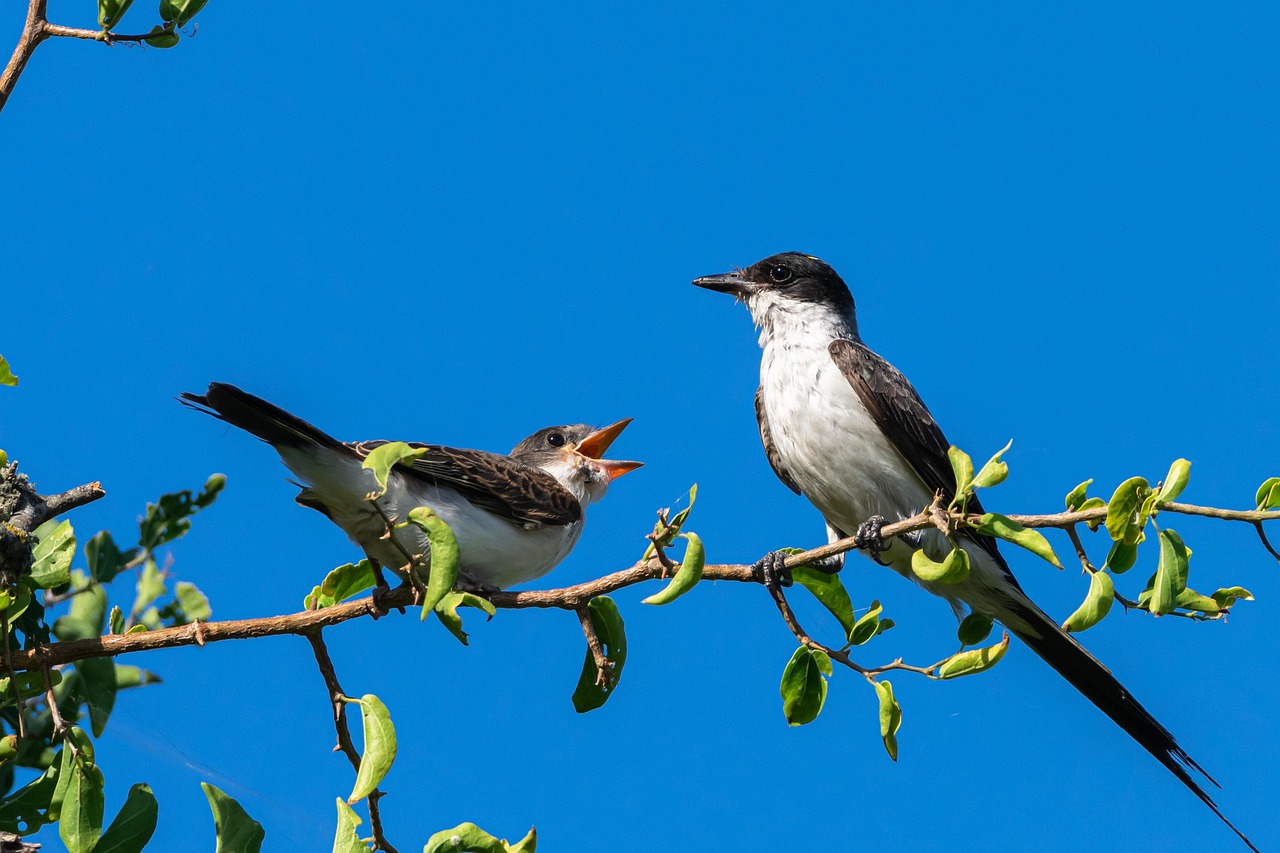 300+ kostenlose Schwalben und Natur-Bilder - Pixabay