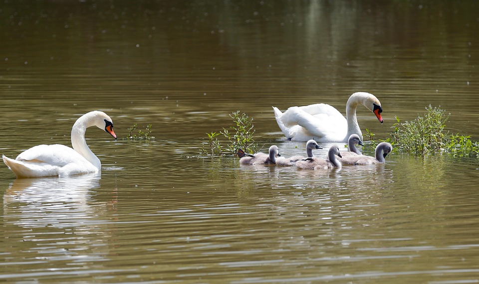 Swan Family Animal - Free photo on Pixabay