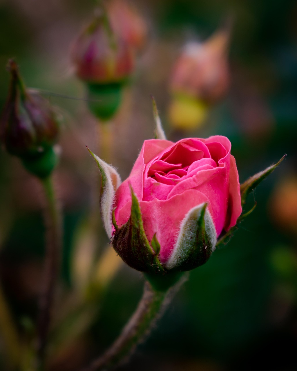 Bloem Bloom Plantkunde - Gratis foto op Pixabay - Pixabay