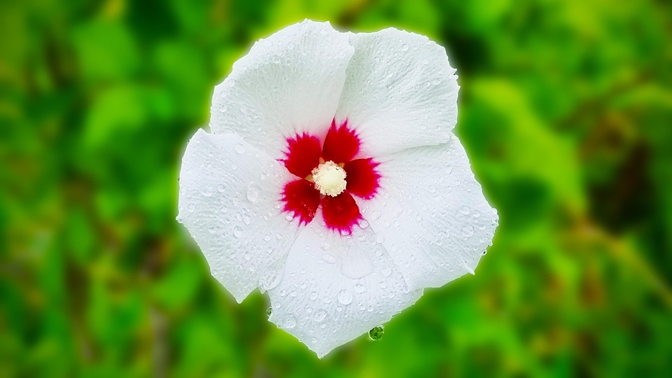 Rose Of Sharon Flower White - Free photo on Pixabay - Pixabay