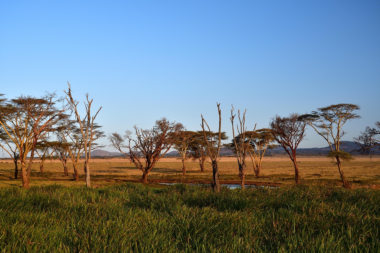 1,000+ Free Taman Kenia & Kenya Images - Pixabay