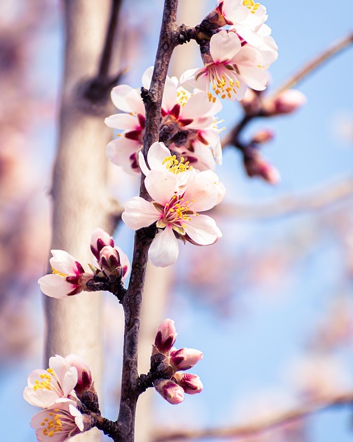 Fleurs D'Amandier Le - Photo gratuite sur Pixabay - Pixabay