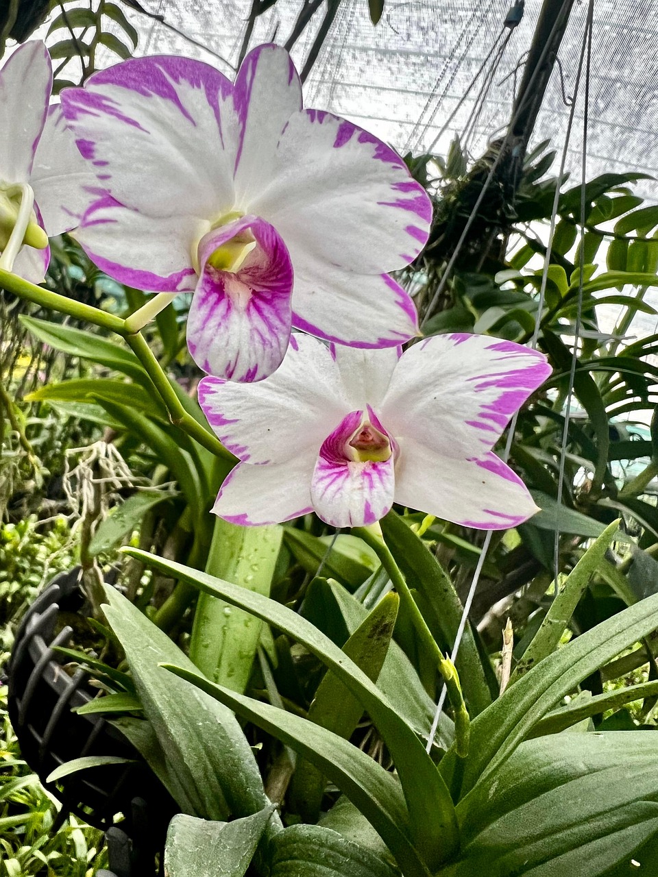 Flower Lightning Spread - Free photo on Pixabay - Pixabay