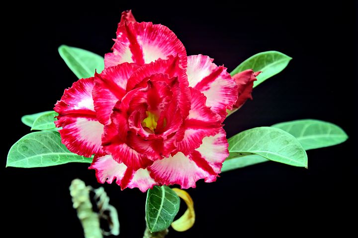 70+ Free Desert Rose Plant & Desert Rose Images - Pixabay