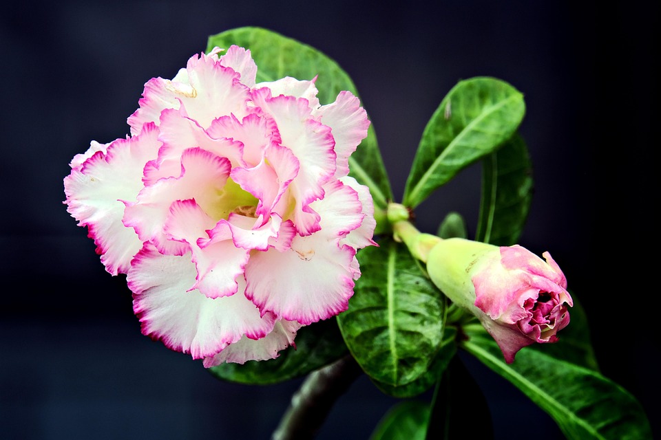 Adenium Flower Plant - Free photo on Pixabay - Pixabay